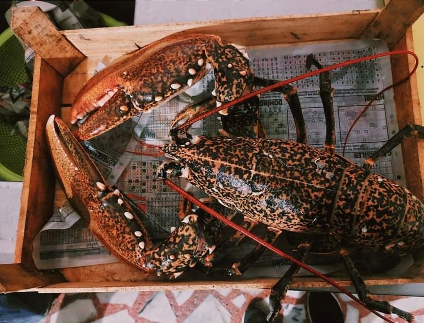 Enez’de 5 kiloluk dev ıstakoz yakalandı – Keşan Online – Keşan Haber